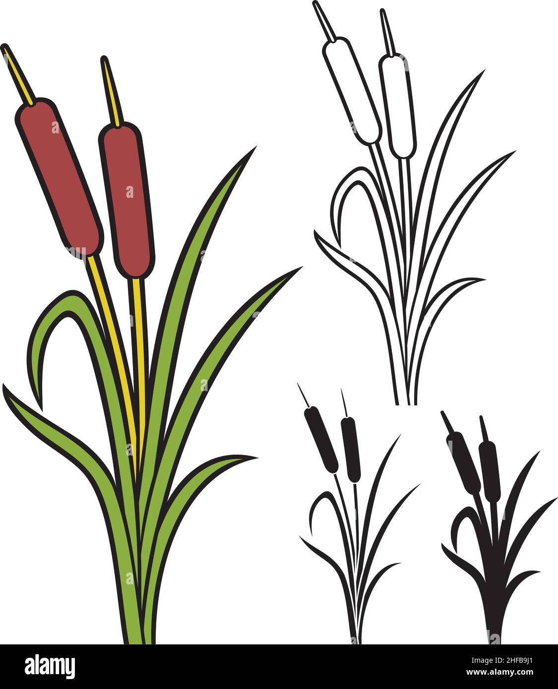 Reeds (vector illustration of bulrush and grass Stock Vector Image ...