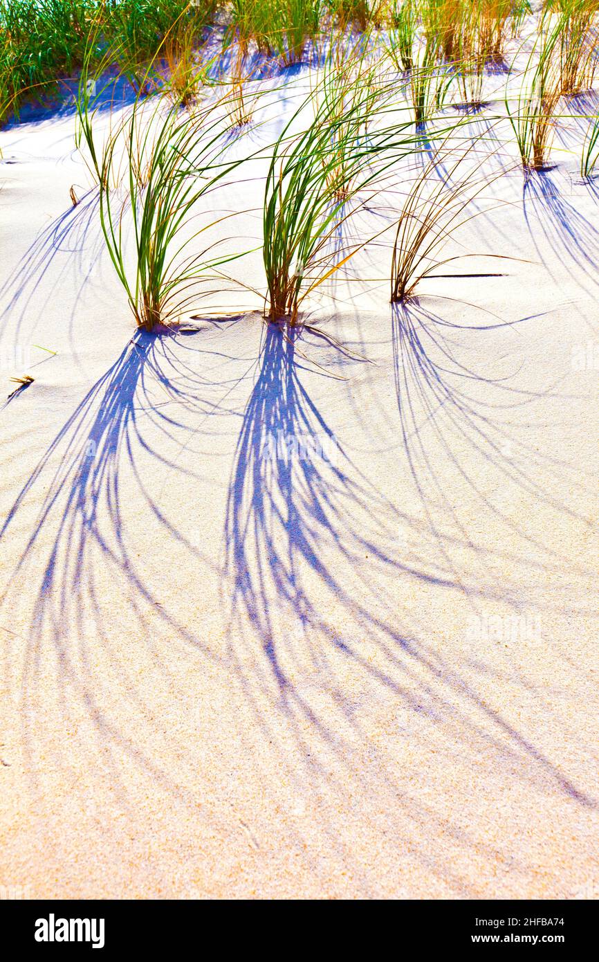 Wind blown grass on fine sand dune Stock Photo - Alamy