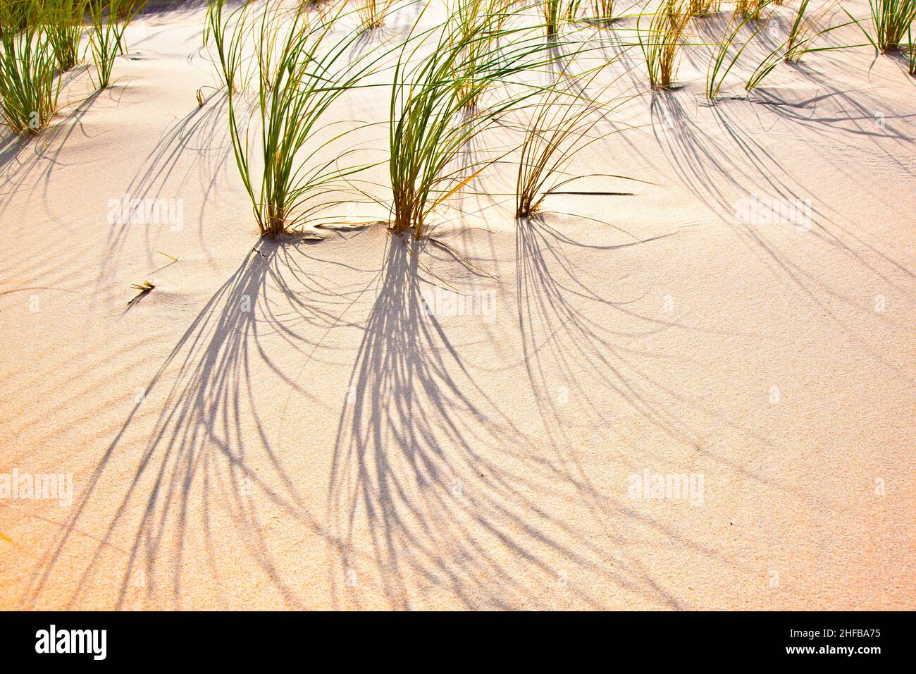 Wind blown grass on fine sand dune Stock Photo - Alamy