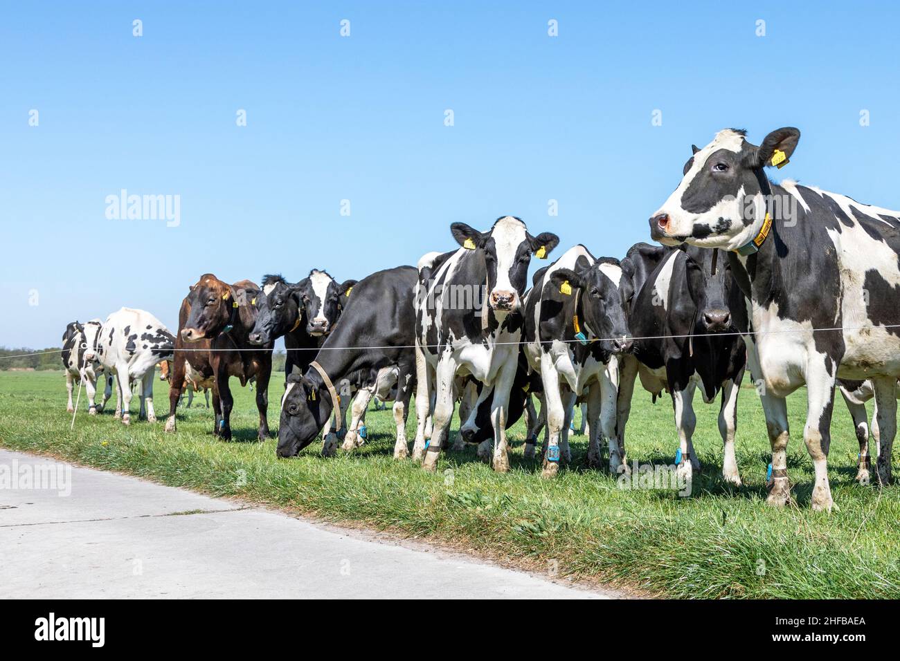 Group of cows waiting behind a line fence, together standing in a green ...