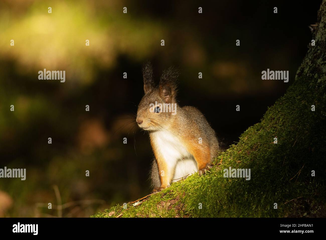 A cute Red squirrel, Sciurus vulgaris standing in spotlight on a Spruce ...