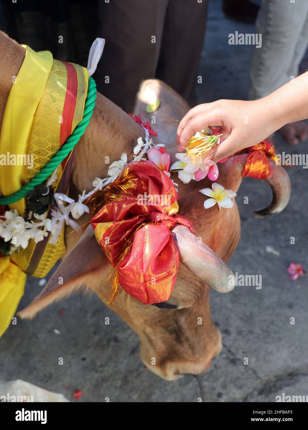 Colombo, Sri Lanka. 15th Jan, 2022. A Sri Lankan Hindu devotee pays ...