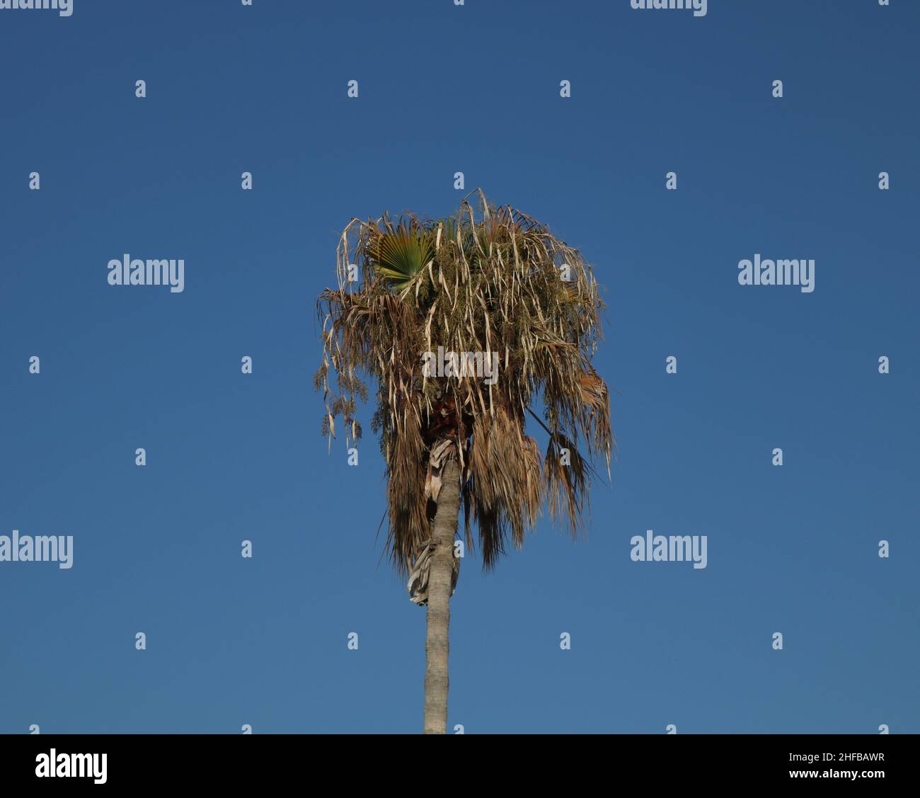 Palm Tree in Cyprus Stock Photo - Alamy