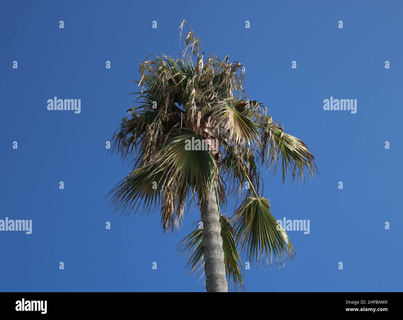 Palm Tree in Cyprus Stock Photo - Alamy