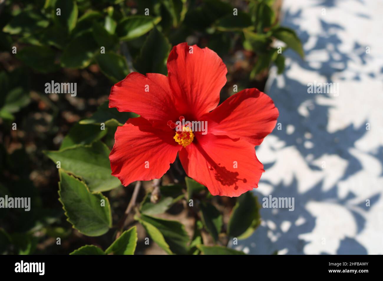 Red Flower in Cyprus Stock Photo - Alamy