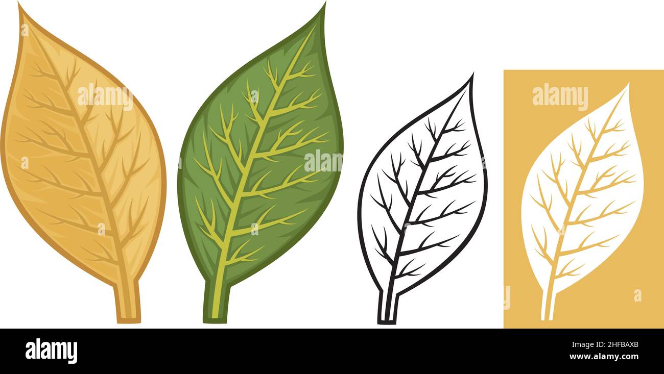 Tobacco leaves vector illustration Stock Vector Image & Art - Alamy