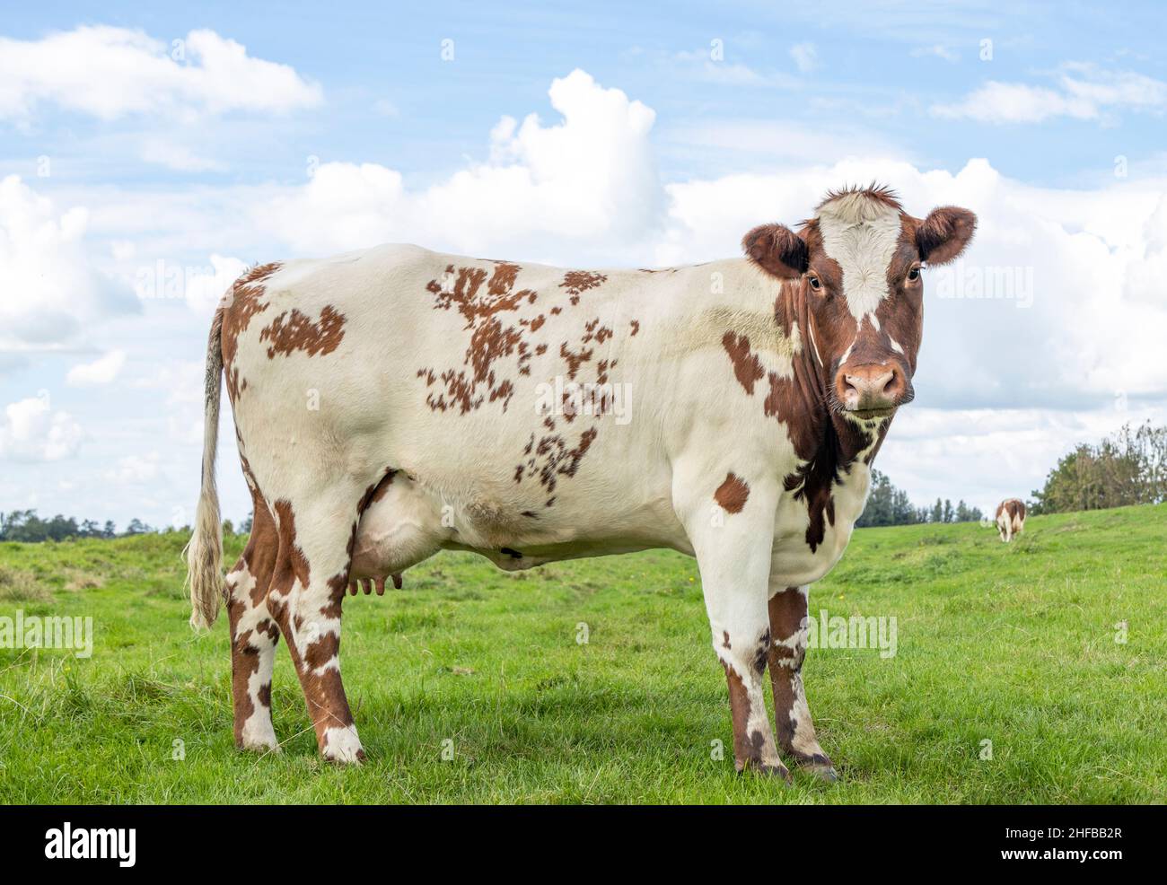 Cow, dual purpose, cheeky, in the Netherlands, standing on green grass ...