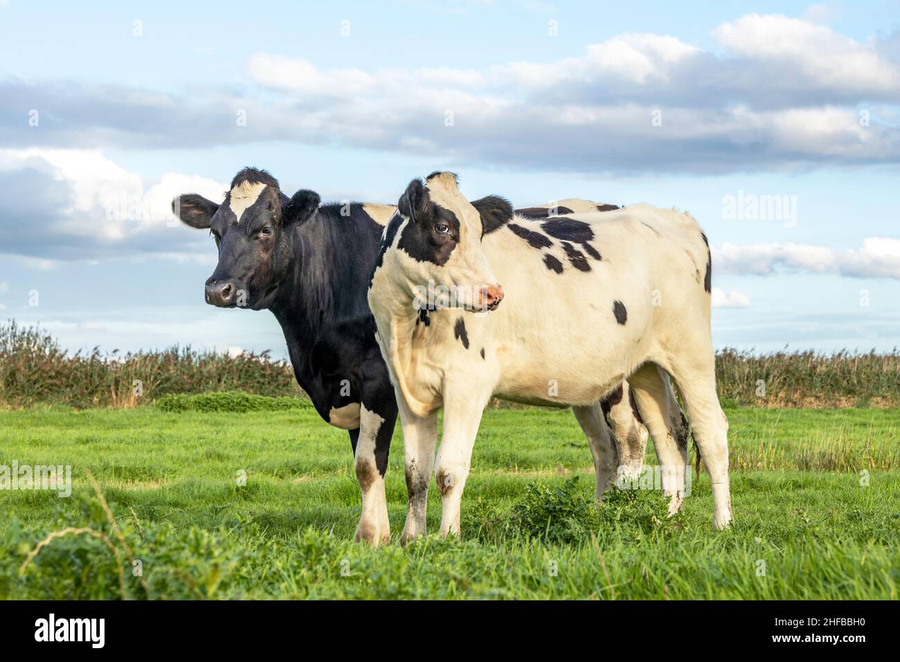 Two cows black and white, standing next to each other cozy together in ...
