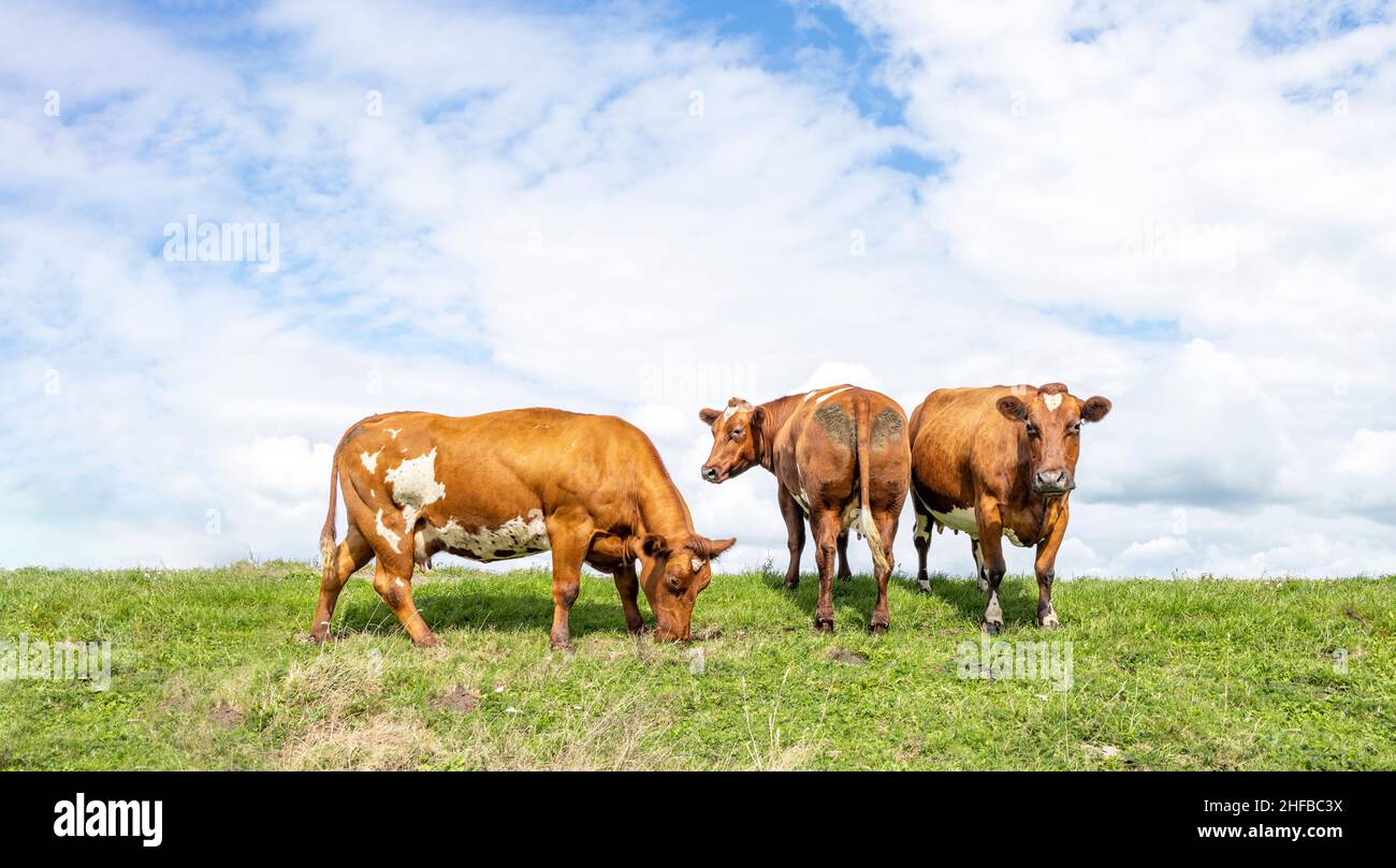Beef cows, meat and dairy cattle, dual purpose looking side by side ...