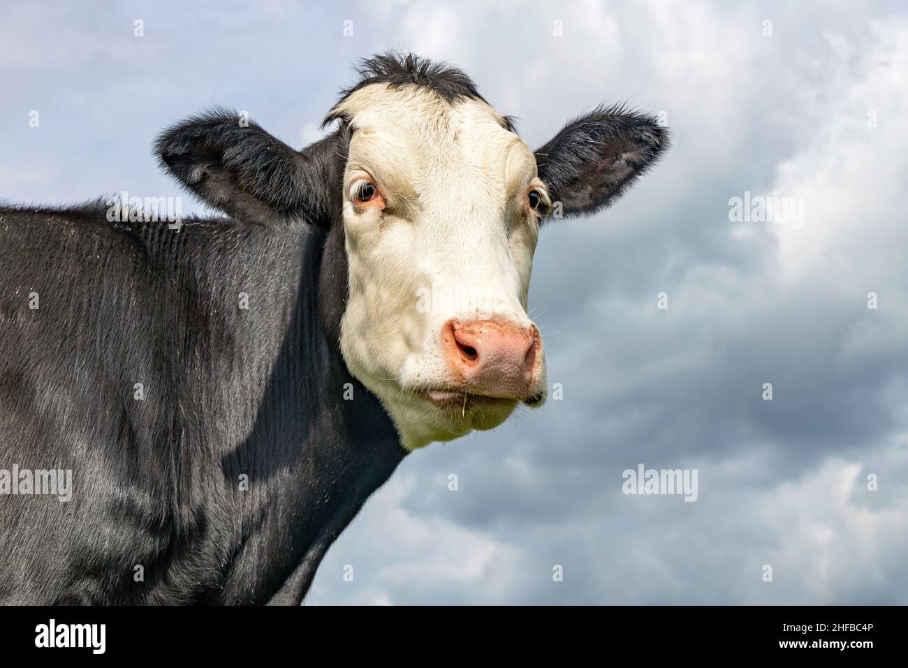 Funny cow head hi-res stock photography and images - Alamy