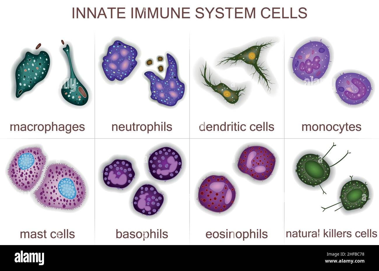 Set of innate immune system cells, vector illustration Stock Vector ... Set of innate immune system cells, vector illustration Stock Vector ...