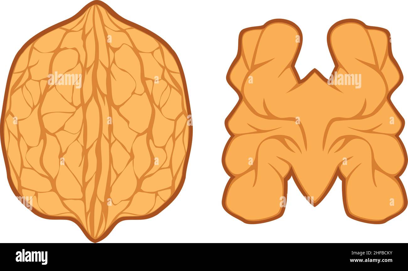 Walnut fruit vector illustration Stock Vector Image & Art - Alamy