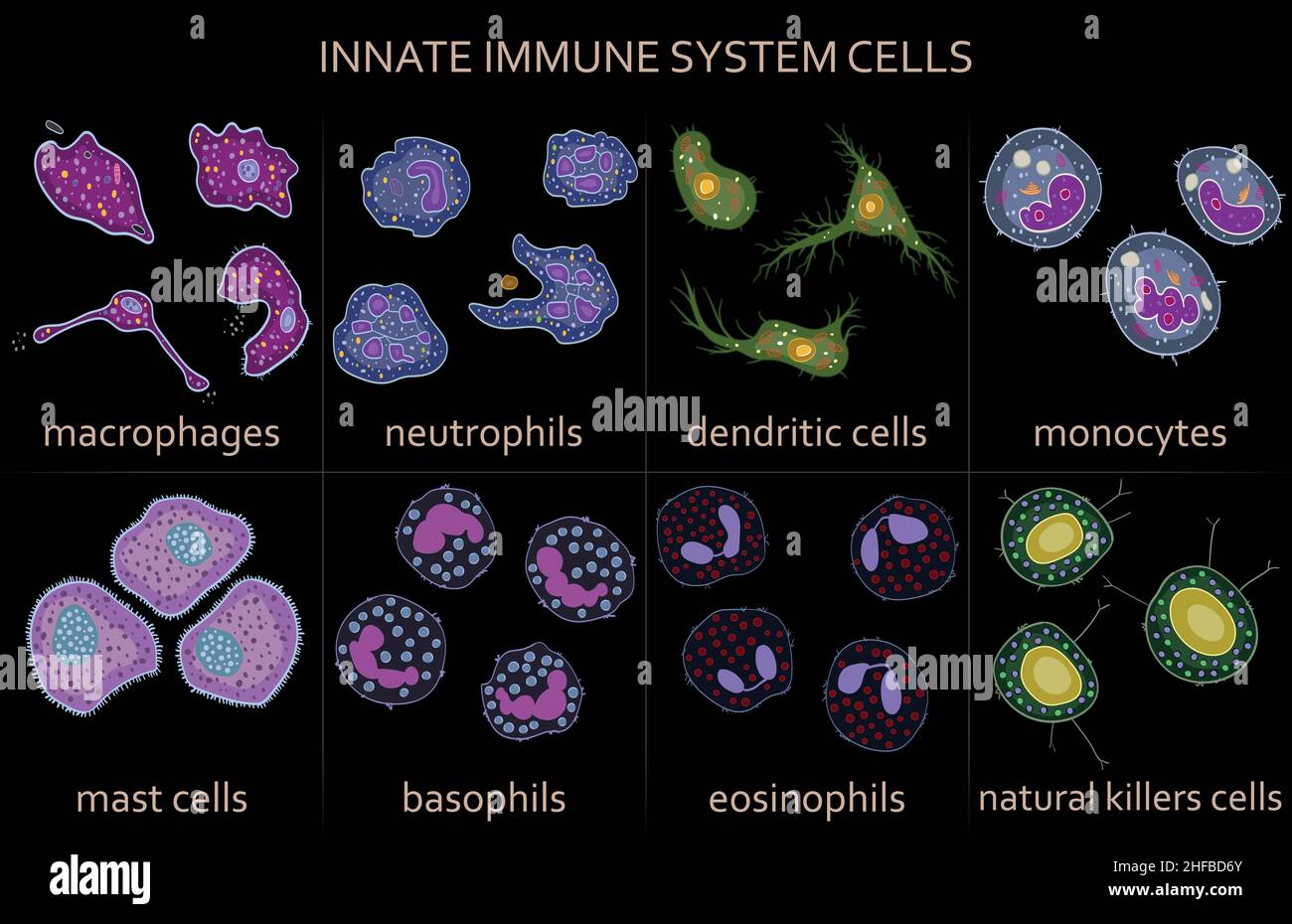 Set of innate immune system cells, vector illustration Stock Vector ... Set of innate immune system cells, vector illustration Stock Vector ...