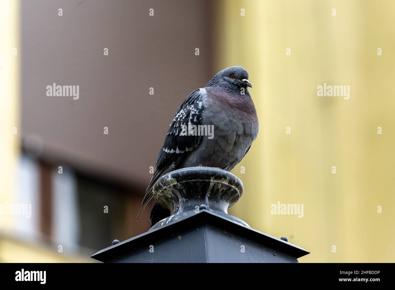 Sitting on a lamp hi-res stock photography and images - Alamy