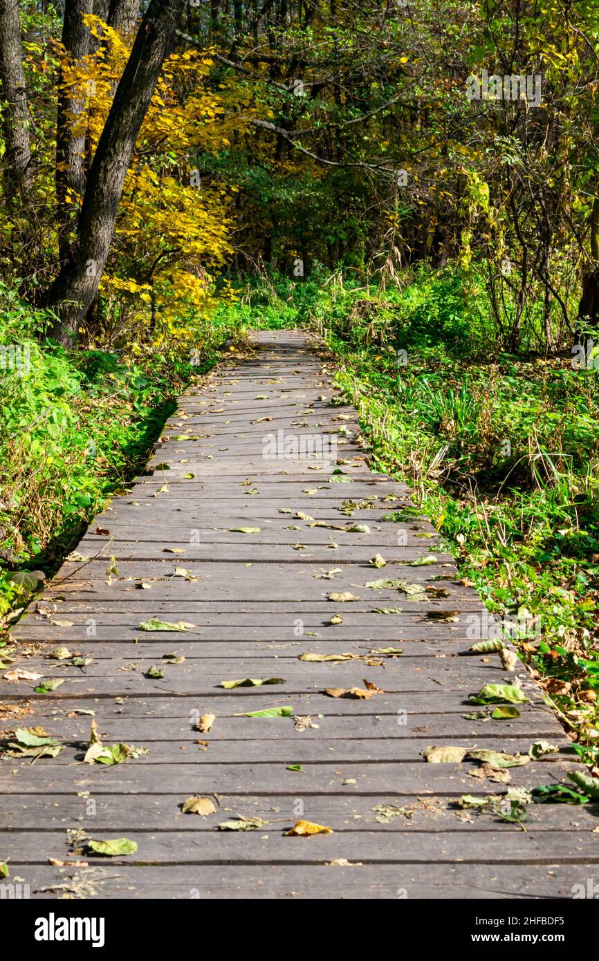 Wooden footbridge through the forest. The trail of pedestrians made of ...