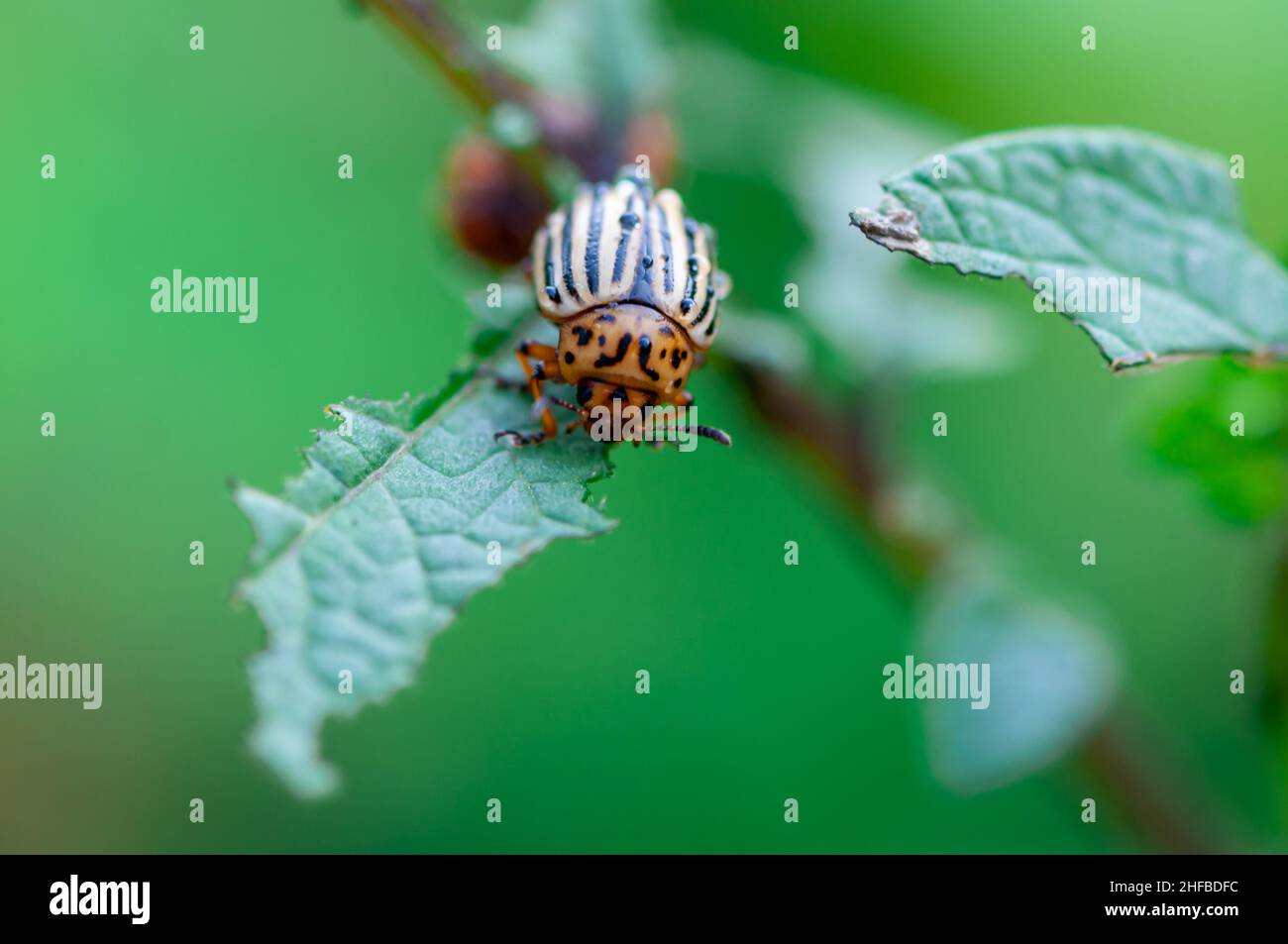 Bug eating leaves hi-res stock photography and images - Alamy