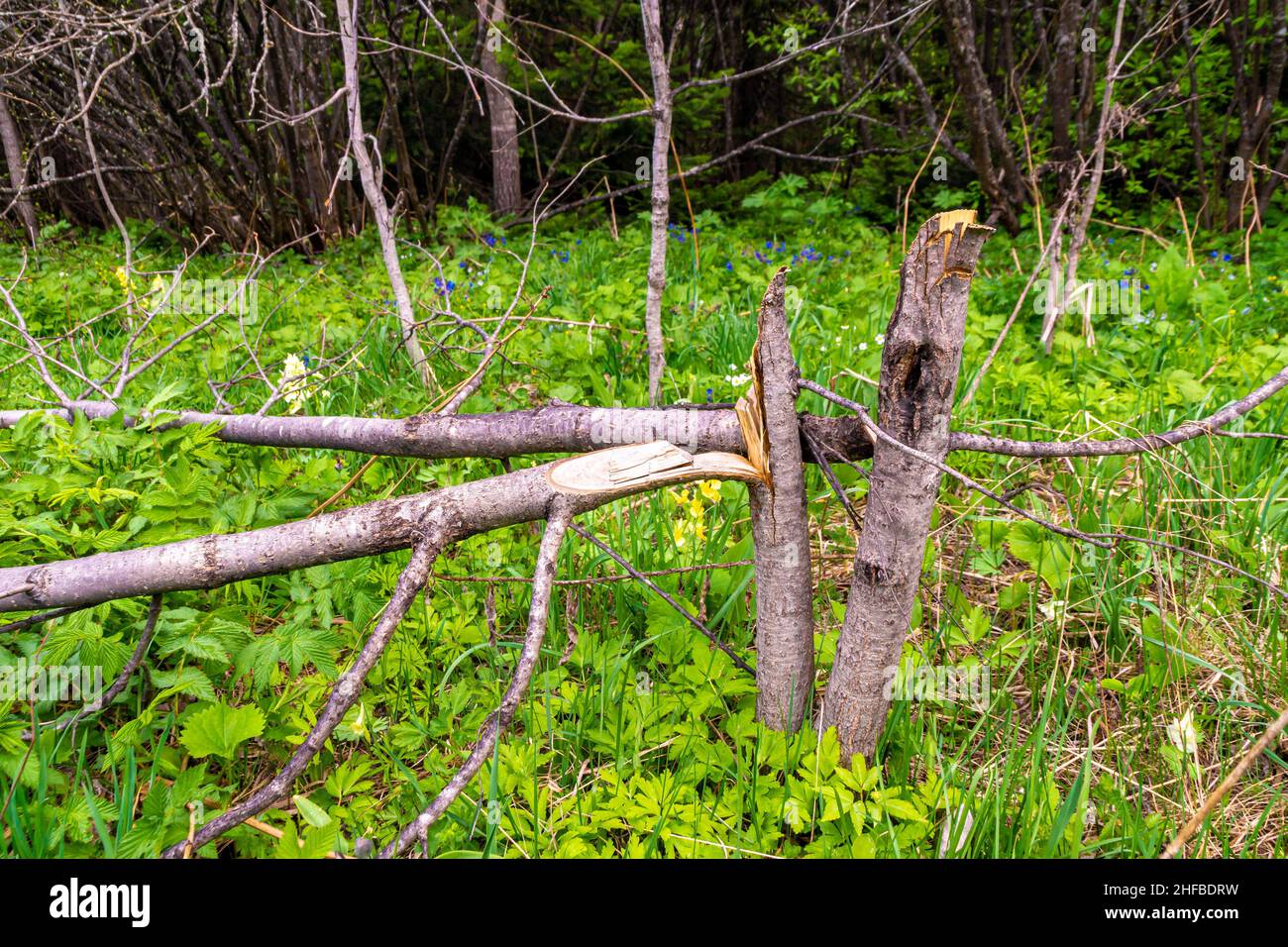 young trees were cut down by bad people - they ruined young aspens and ...