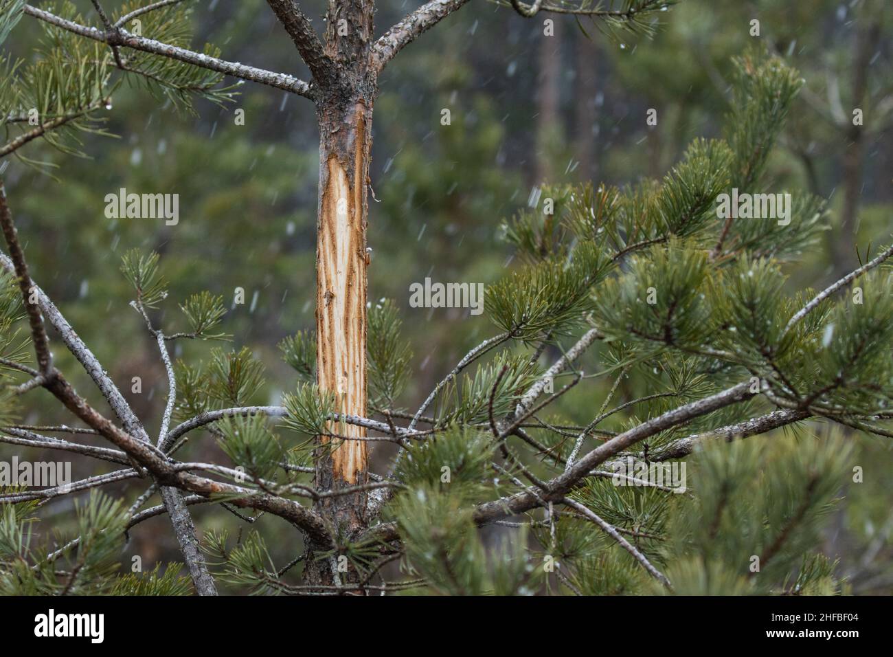 A young Scots pine, Pinus sylvestris peeled by Moose during winter ...