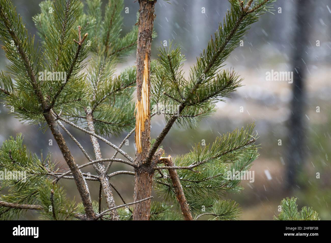 A young Scots pine, Pinus sylvestris peeled by Moose during winter ...