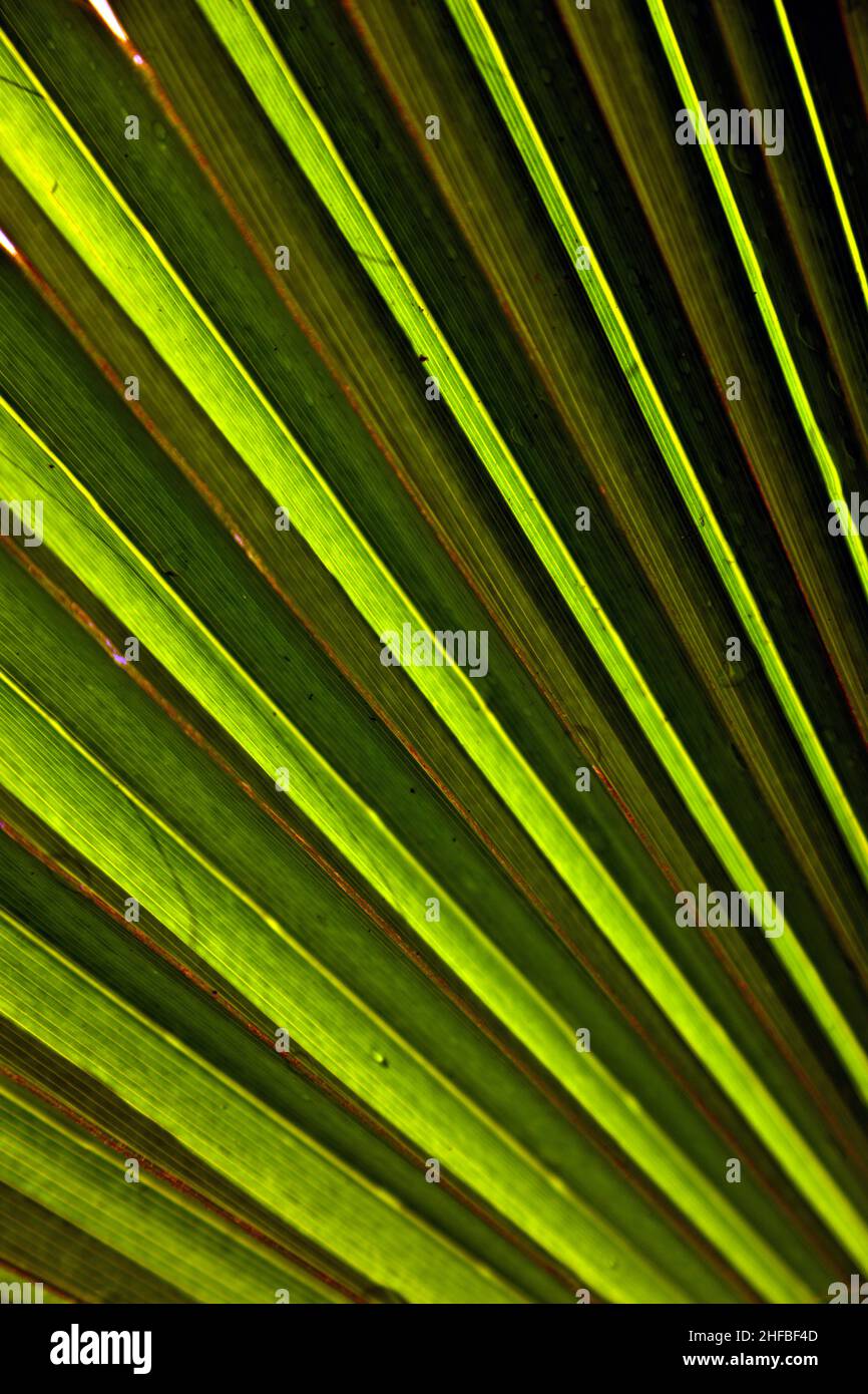 beautiful palm leaf texture in sunset Stock Photo - Alamy