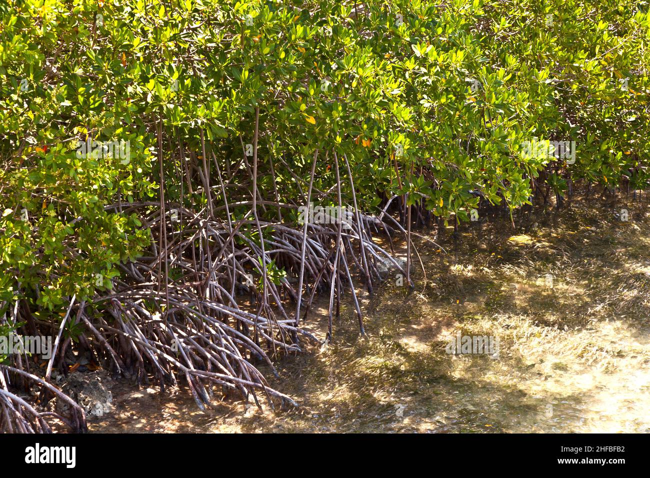 Mangroves in keys hi-res stock photography and images - Alamy