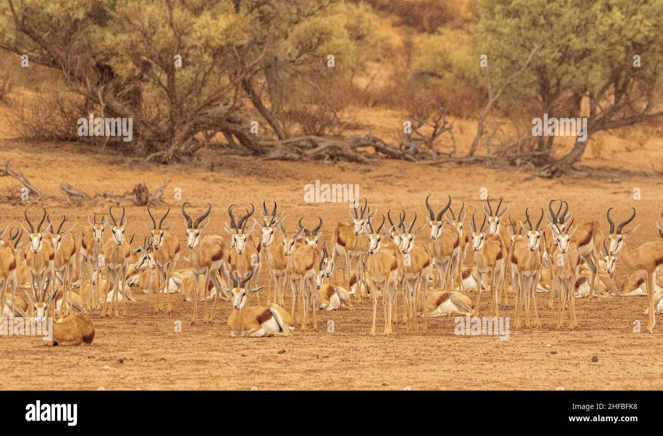 Springbok herd standing in the rain in the Kgalagadi Stock Photo - Alamy