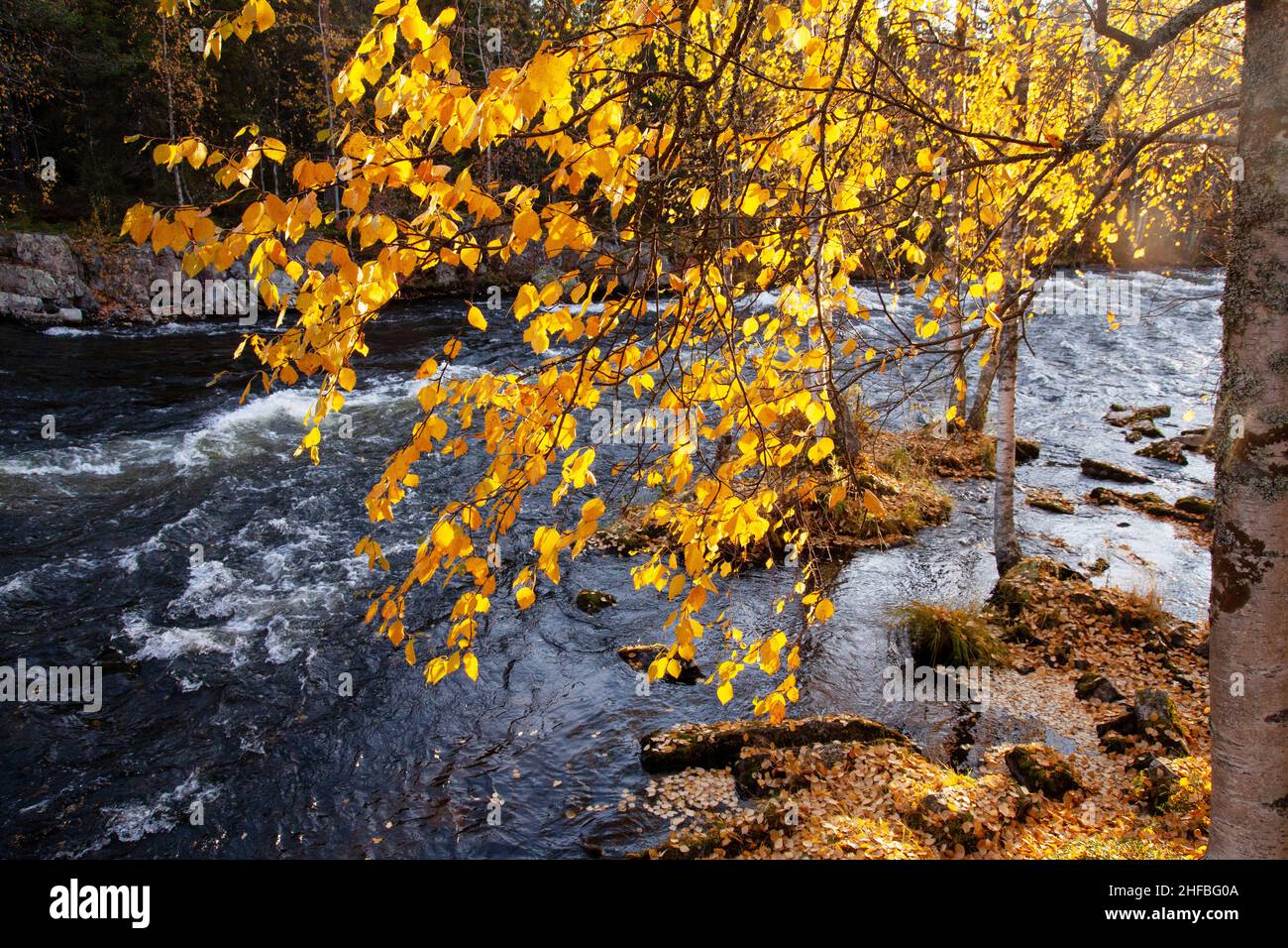 Morning light shining through Silver birch, Betula pendula leaves next ...
