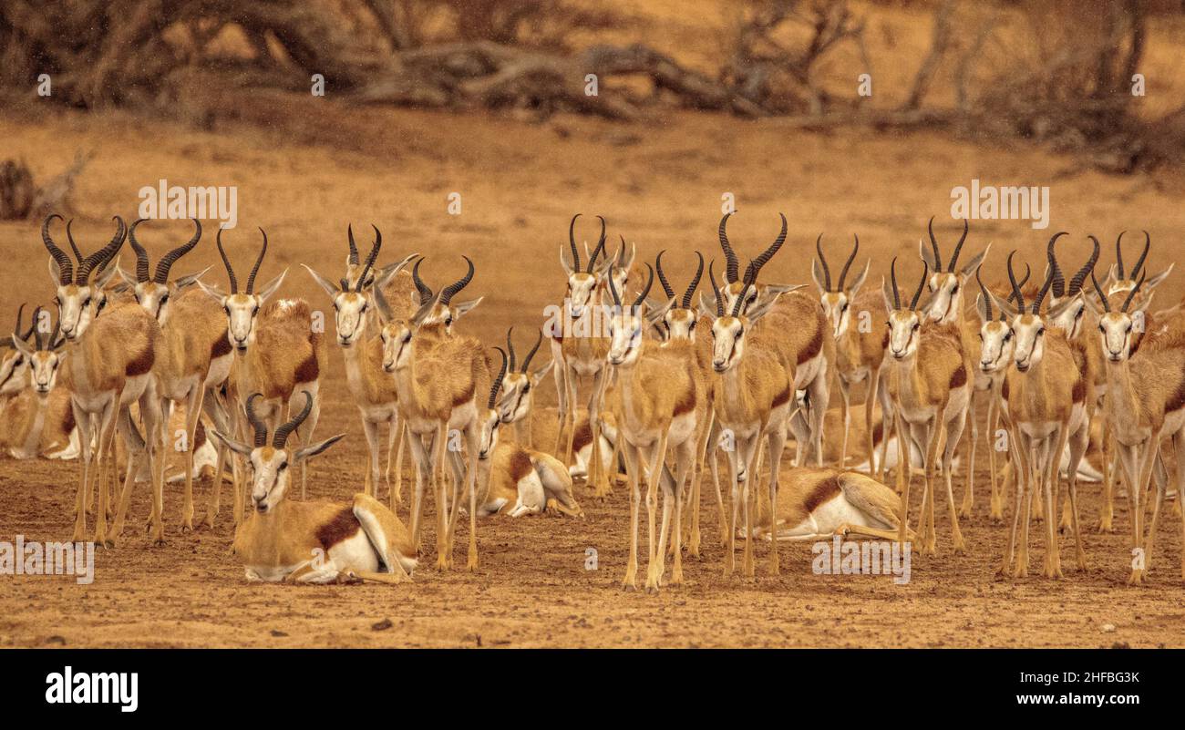 Springbok in the rain hi-res stock photography and images - Alamy