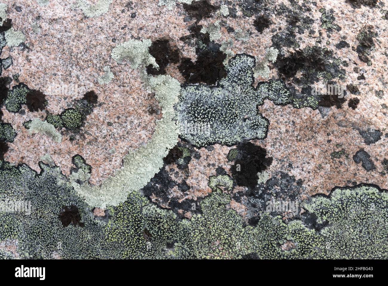 Close-up of different lichens creating an interesting pattern on a rock ...