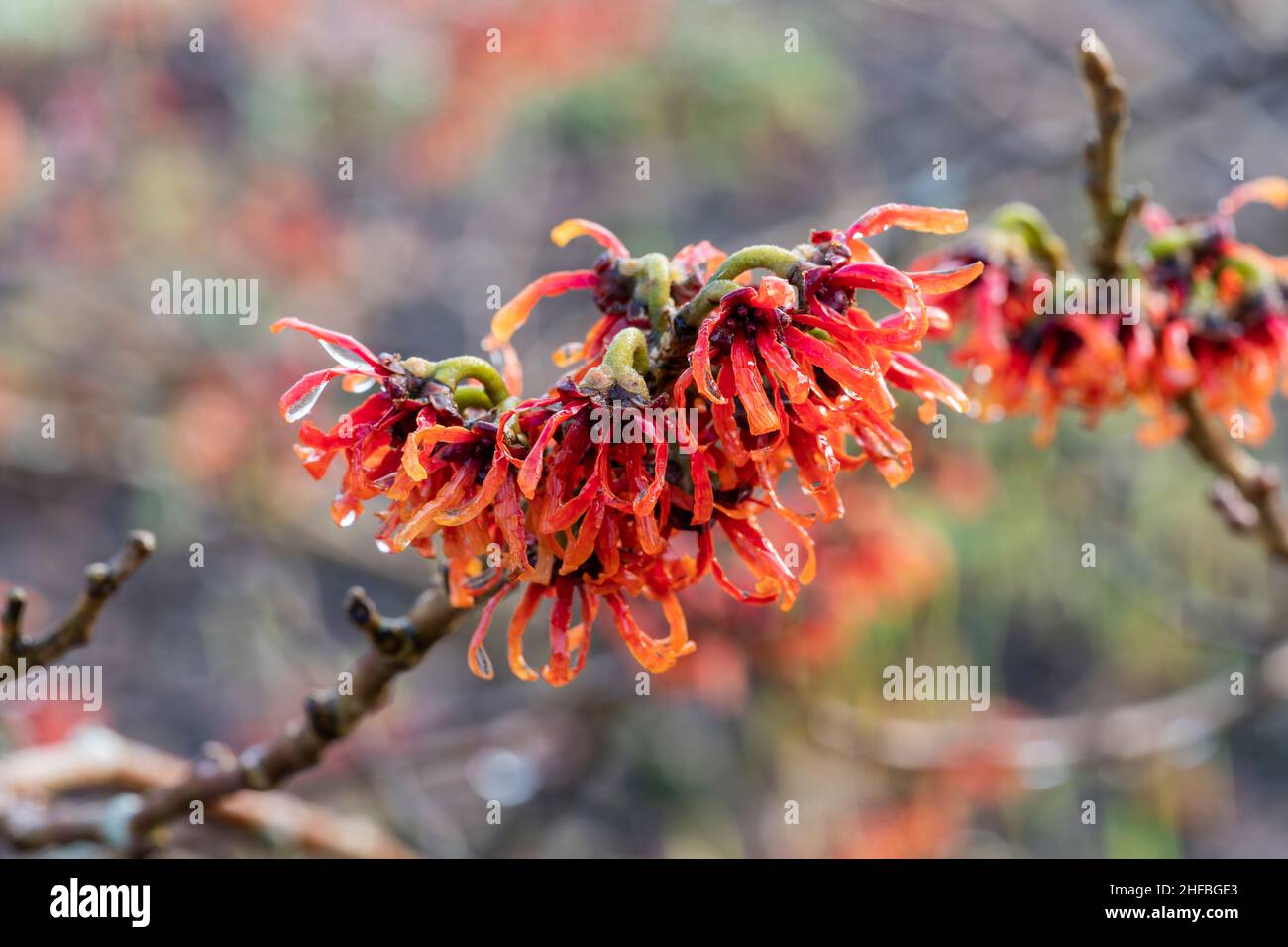 Hamamelis x Intermedia 'Diane' (witch hazel) a winter spring flowering ...