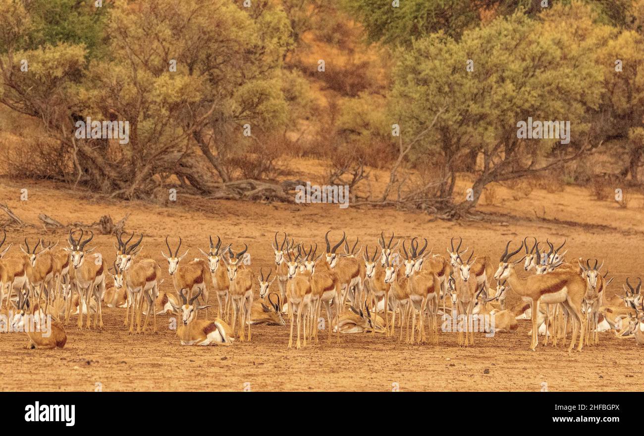 Springbok herd standing in the rain in the Kgalagadi Stock Photo - Alamy
