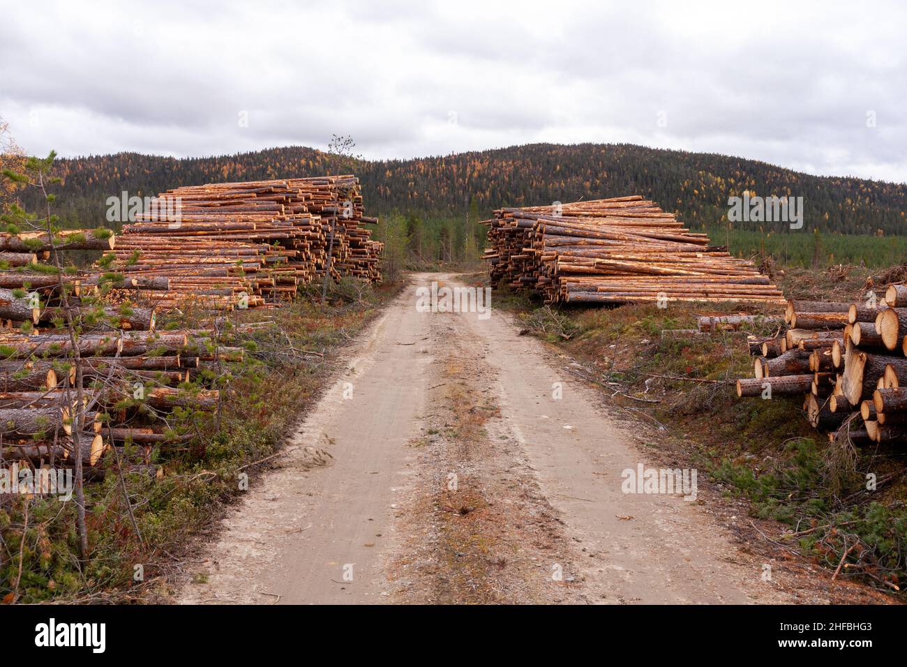 Large Conifer timber piles in front of a forest-covered fell in ...