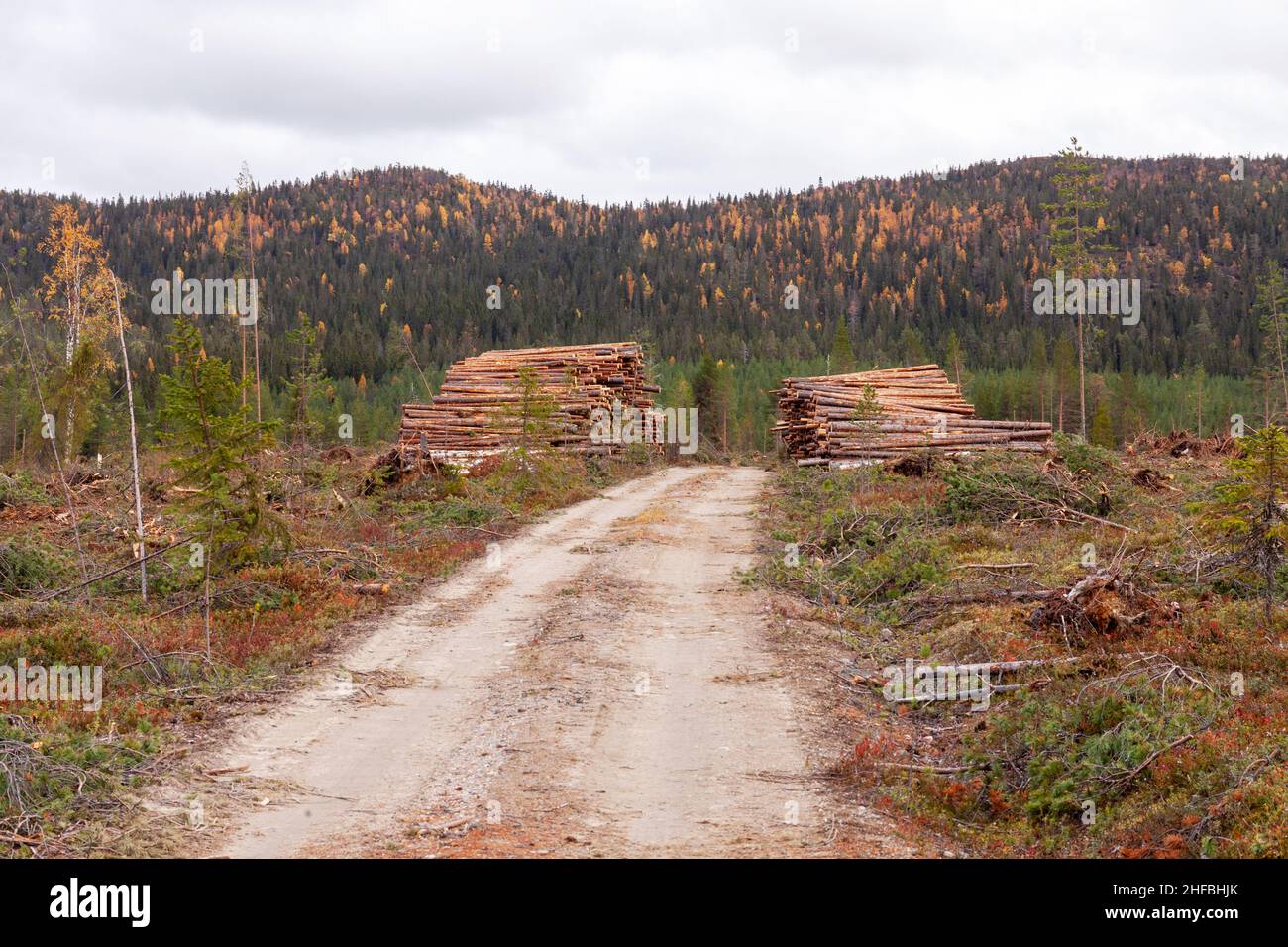 Large Conifer timber piles in front of a forest-covered fell in ...