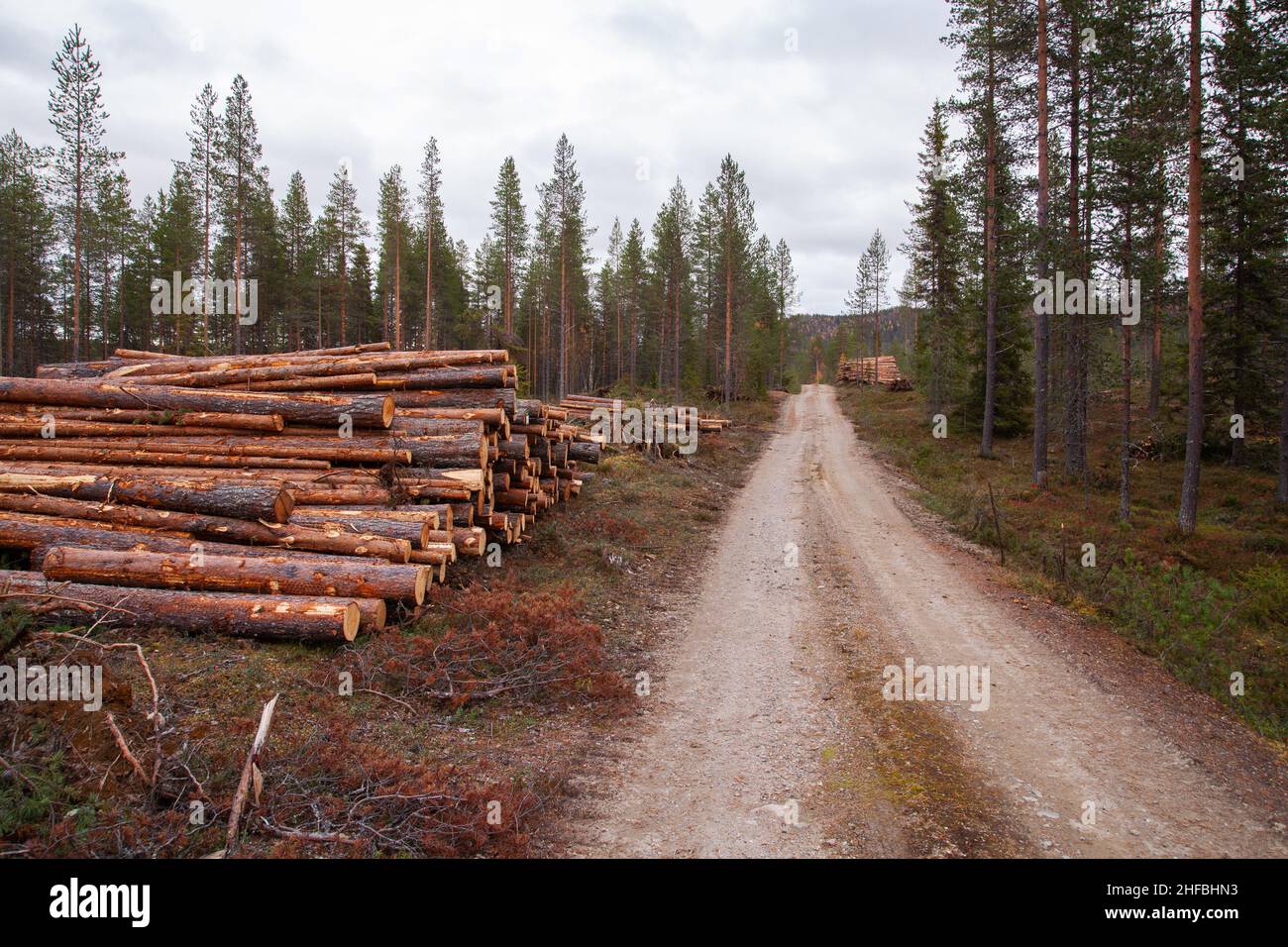 Freshly cut and piled lumber conifer trees as a raw material resource ...