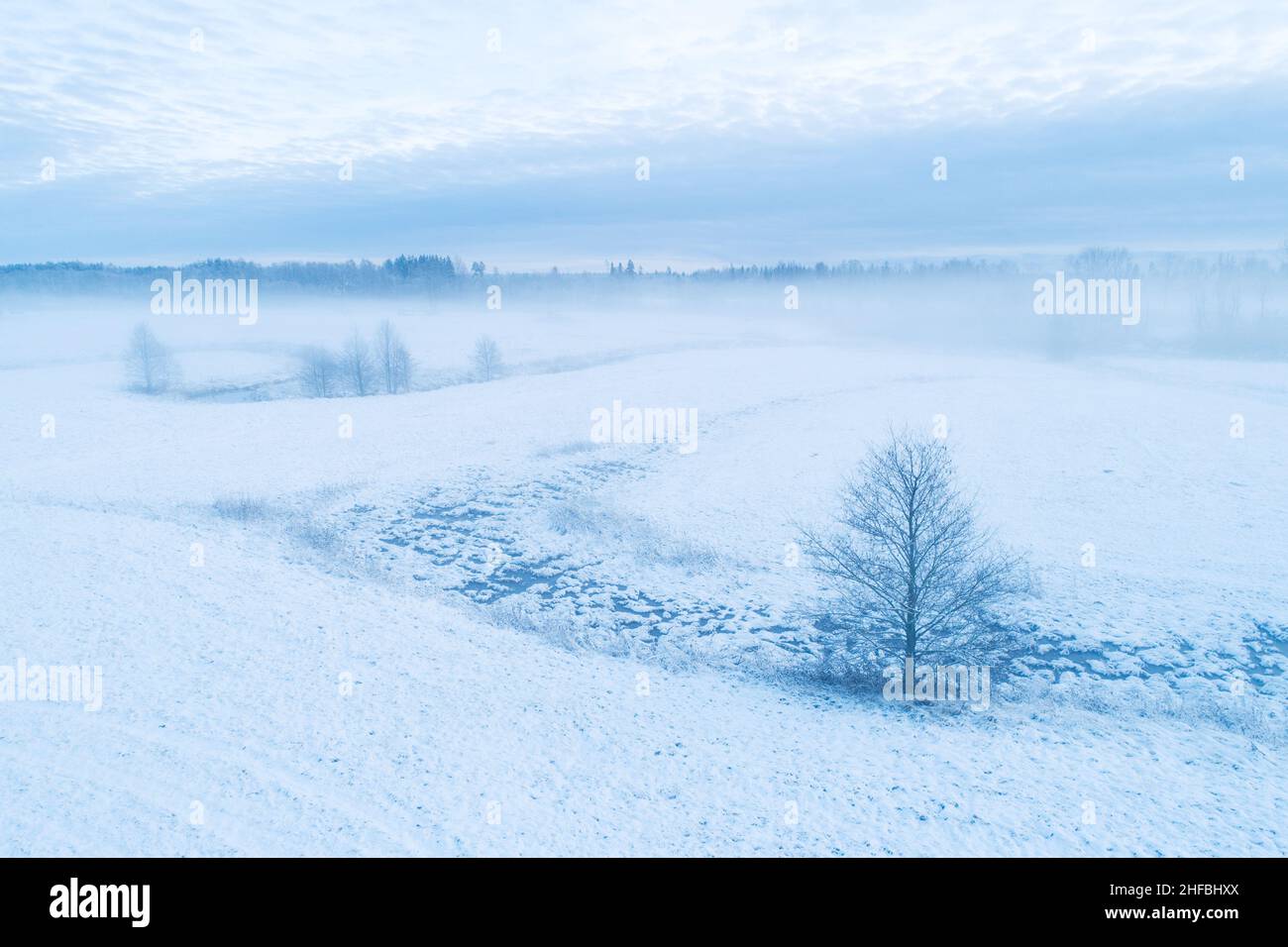 Misty winter landscape with a lonely tree in Estonia, Northern Europe ...
