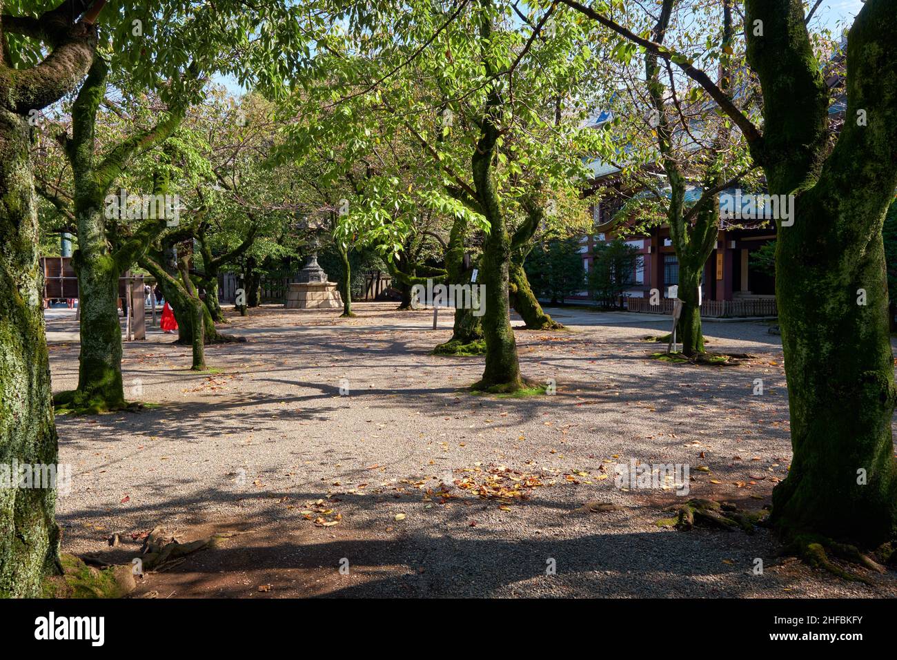 Tokyo, Japan - October 26, 2019: The mossy cherry (sakura) trees in the ...