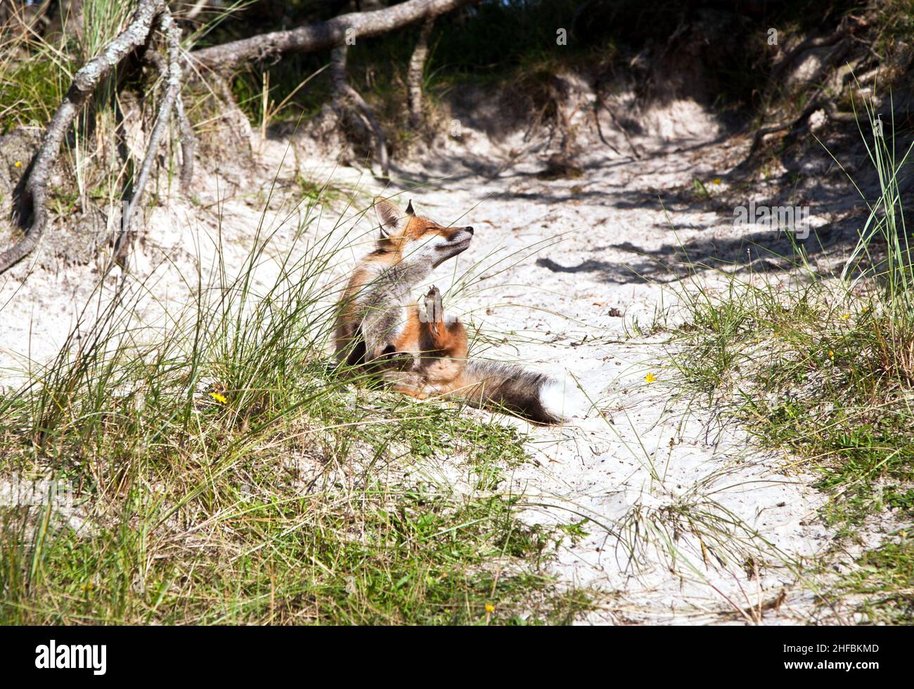 fox in the dunes at the beach Stock Photo - Alamy