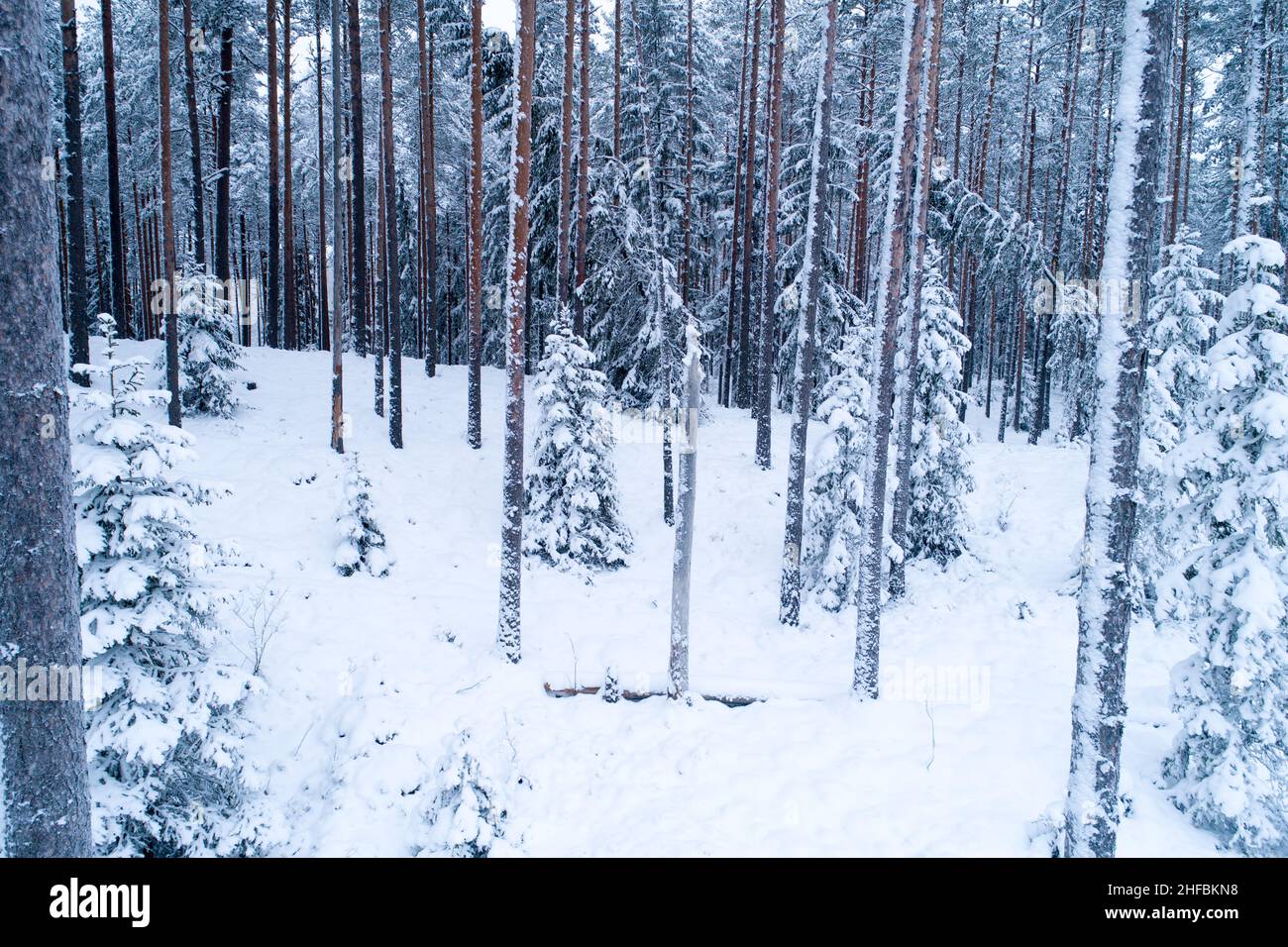 High angle shot of a snowy boreal forest with tall Pine tree trunks in ...