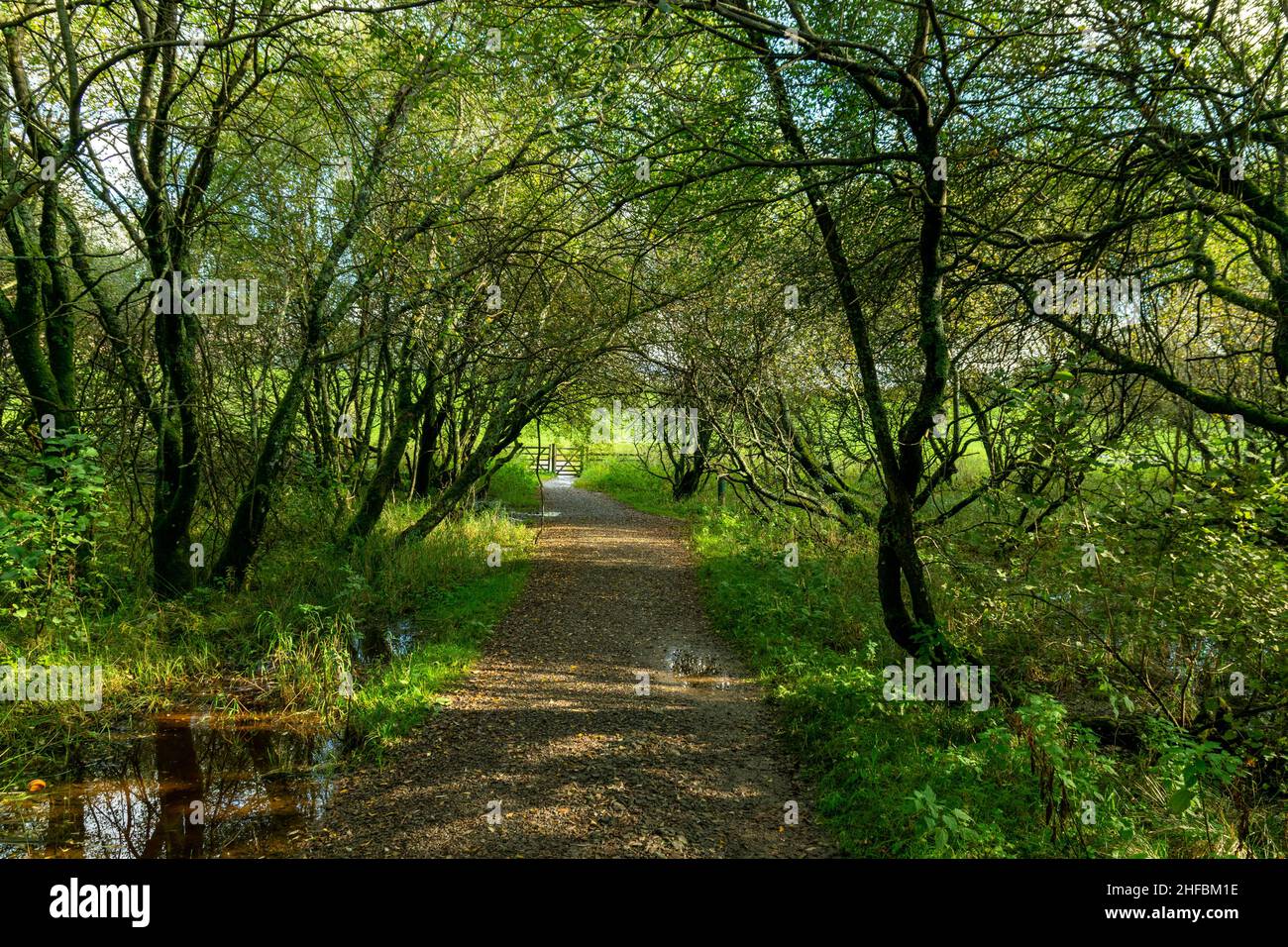 Green Trees dropping their leaves in the autumn in a peaceful forest ...