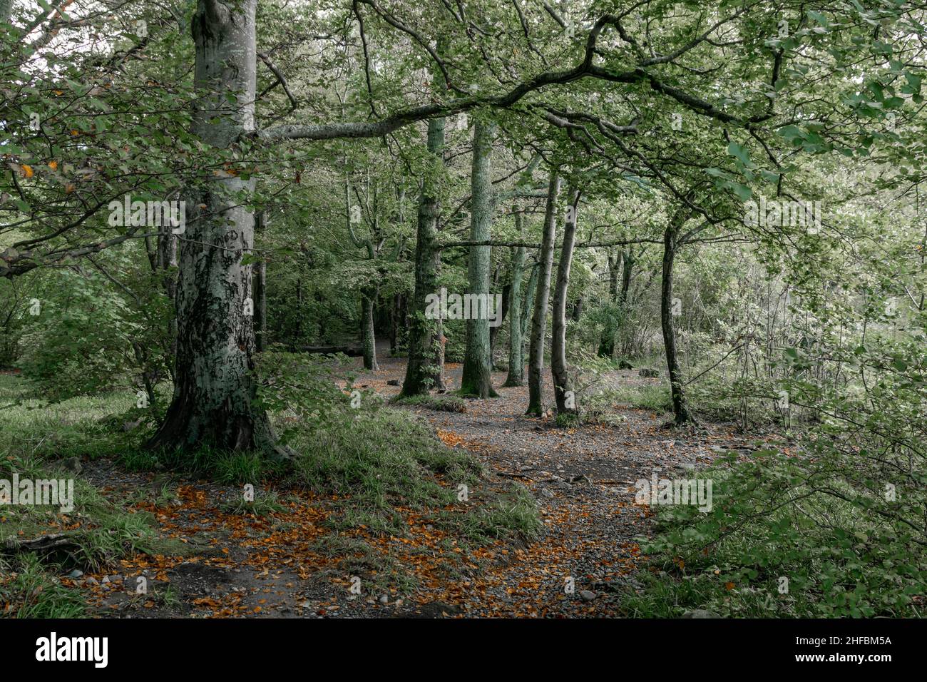 Green Trees dropping their leaves in the autumn in a peaceful forest ...