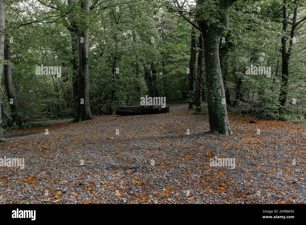 Green Trees dropping their leaves in the autumn in a peaceful forest ...