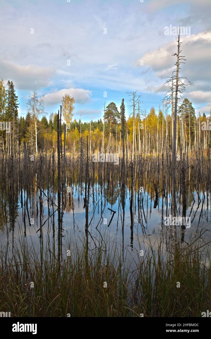 Pond with dead tree trunks hi-res stock photography and images - Alamy