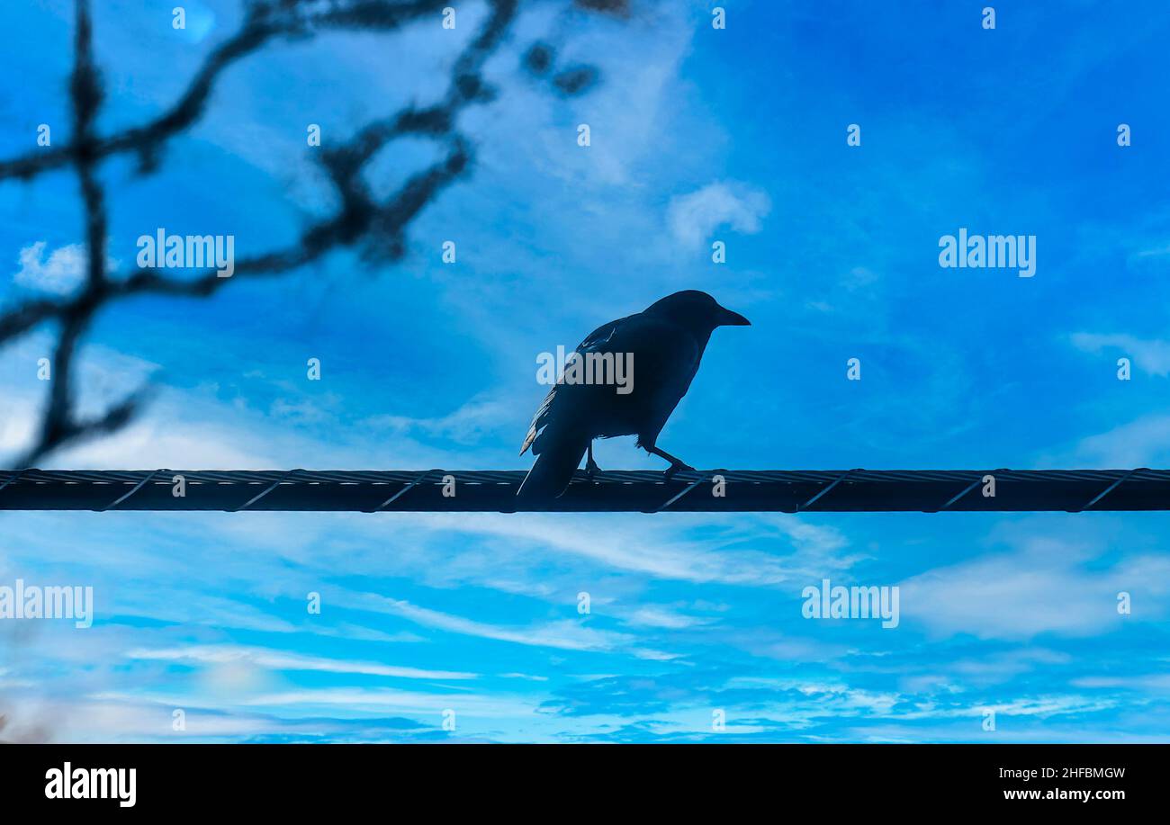 Large Black bird looks around perch on a utility wire Stock Photo - Alamy