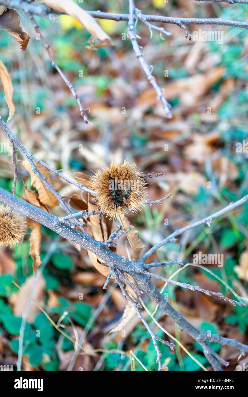 Chestnut hedgehog with chestnut in monte castañar Gallego in autumn ...