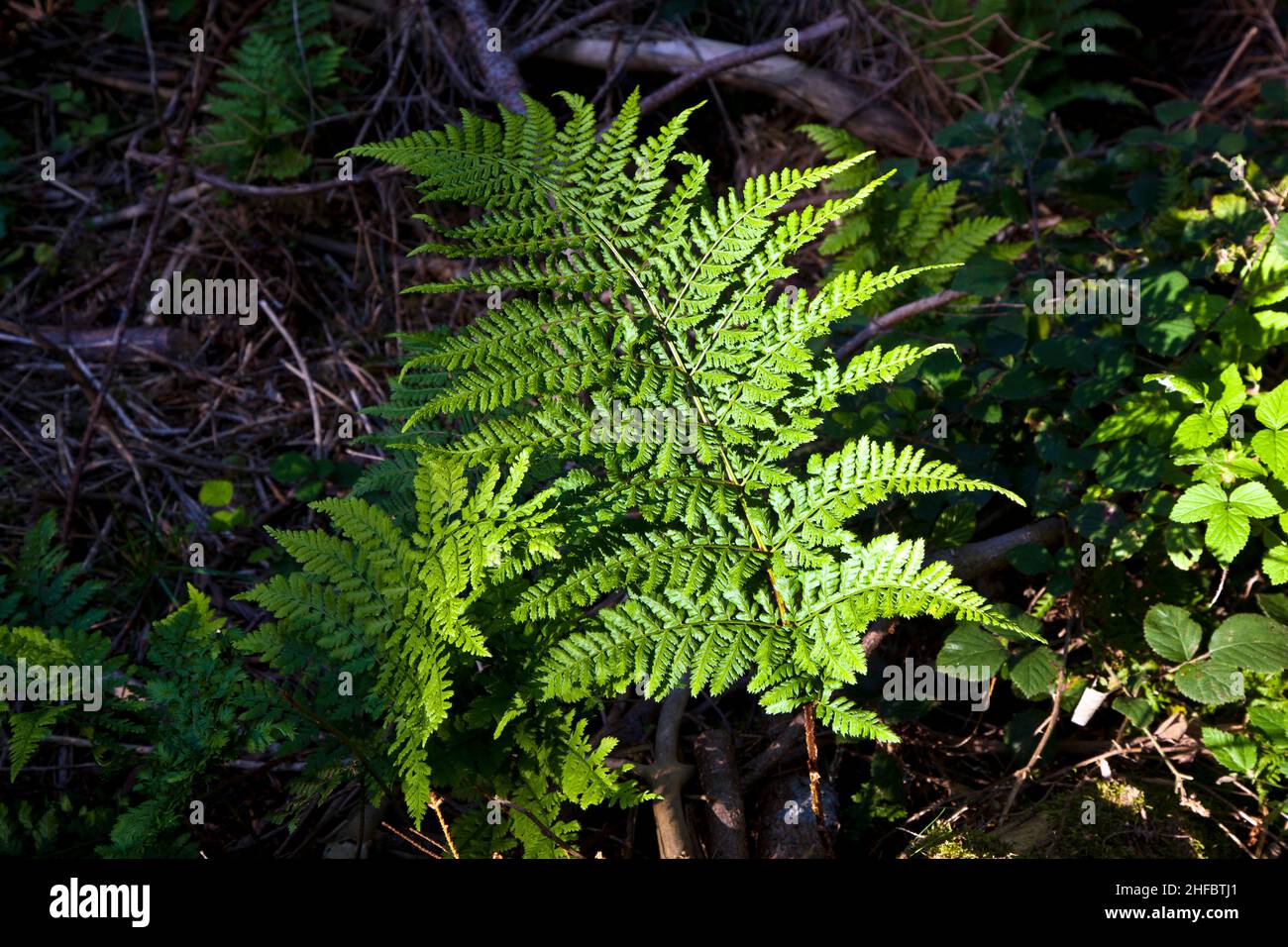 green wild fern in forest Stock Photo - Alamy