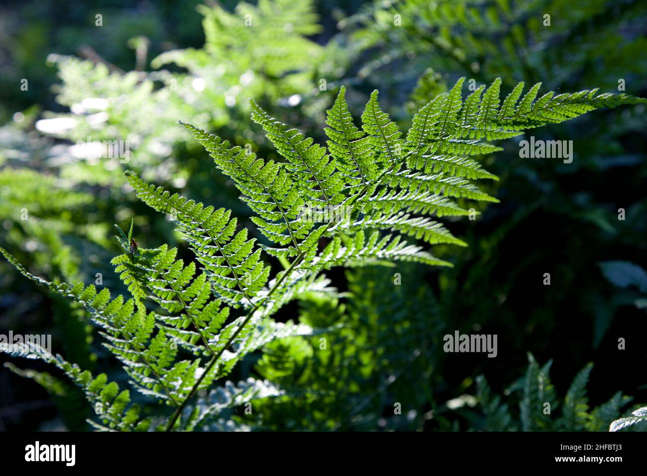 green wild fern in forest Stock Photo - Alamy