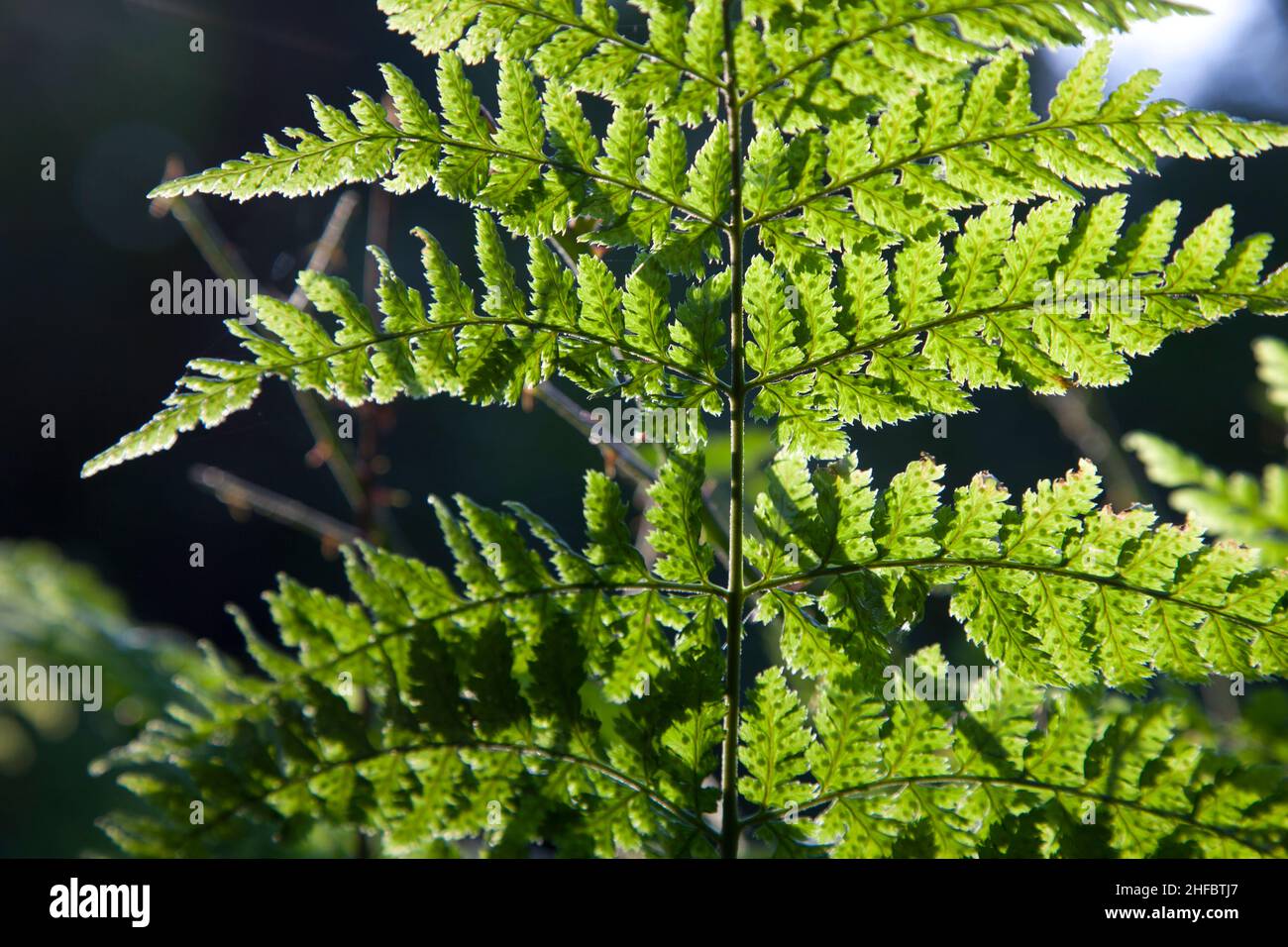 Green wild fern in hi-res stock photography and images - Alamy