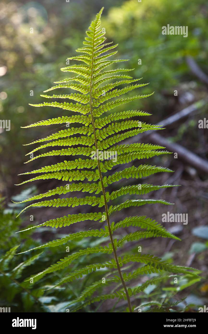 green wild fern in forest Stock Photo - Alamy