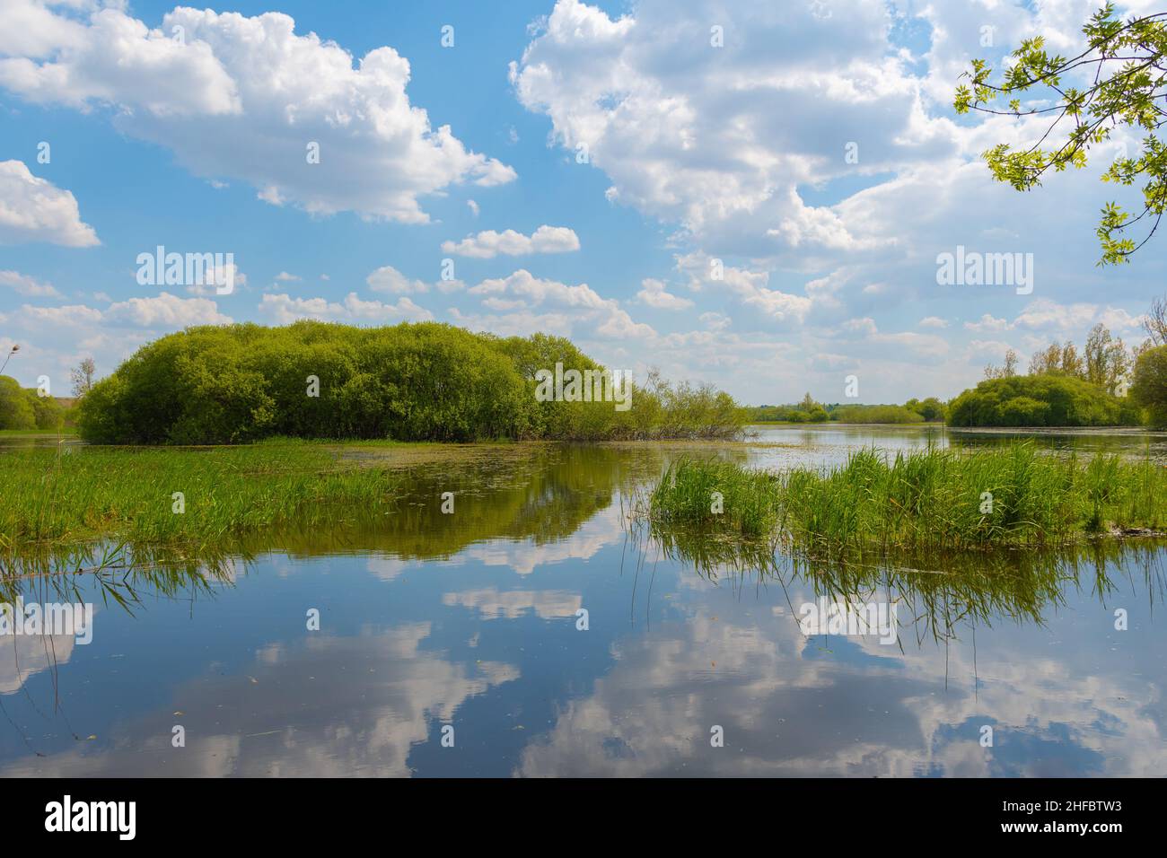 Beautiful reflection on a protected swamp near to Nantes in France ...