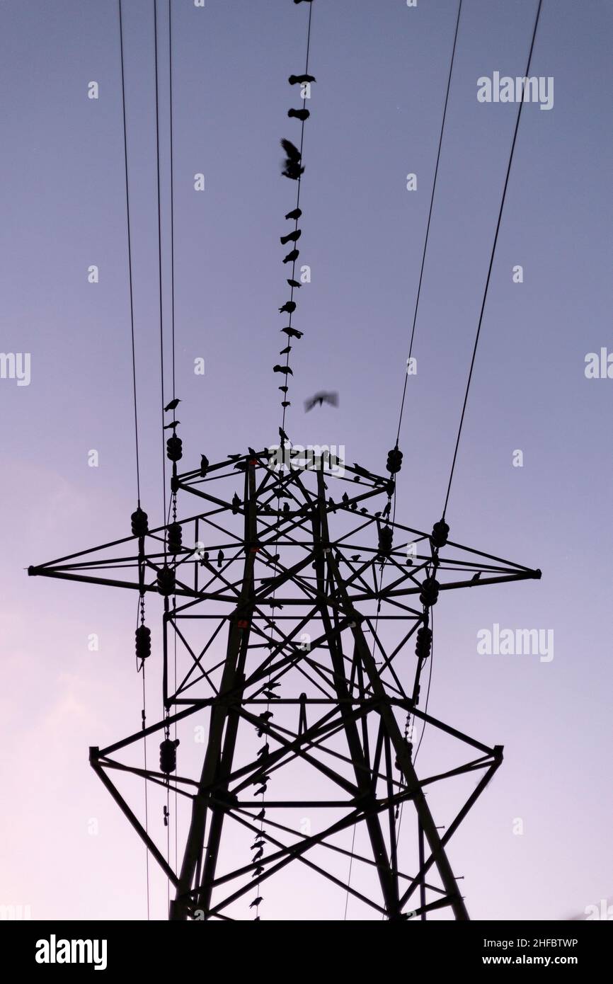 Birds at pylon hi-res stock photography and images - Alamy